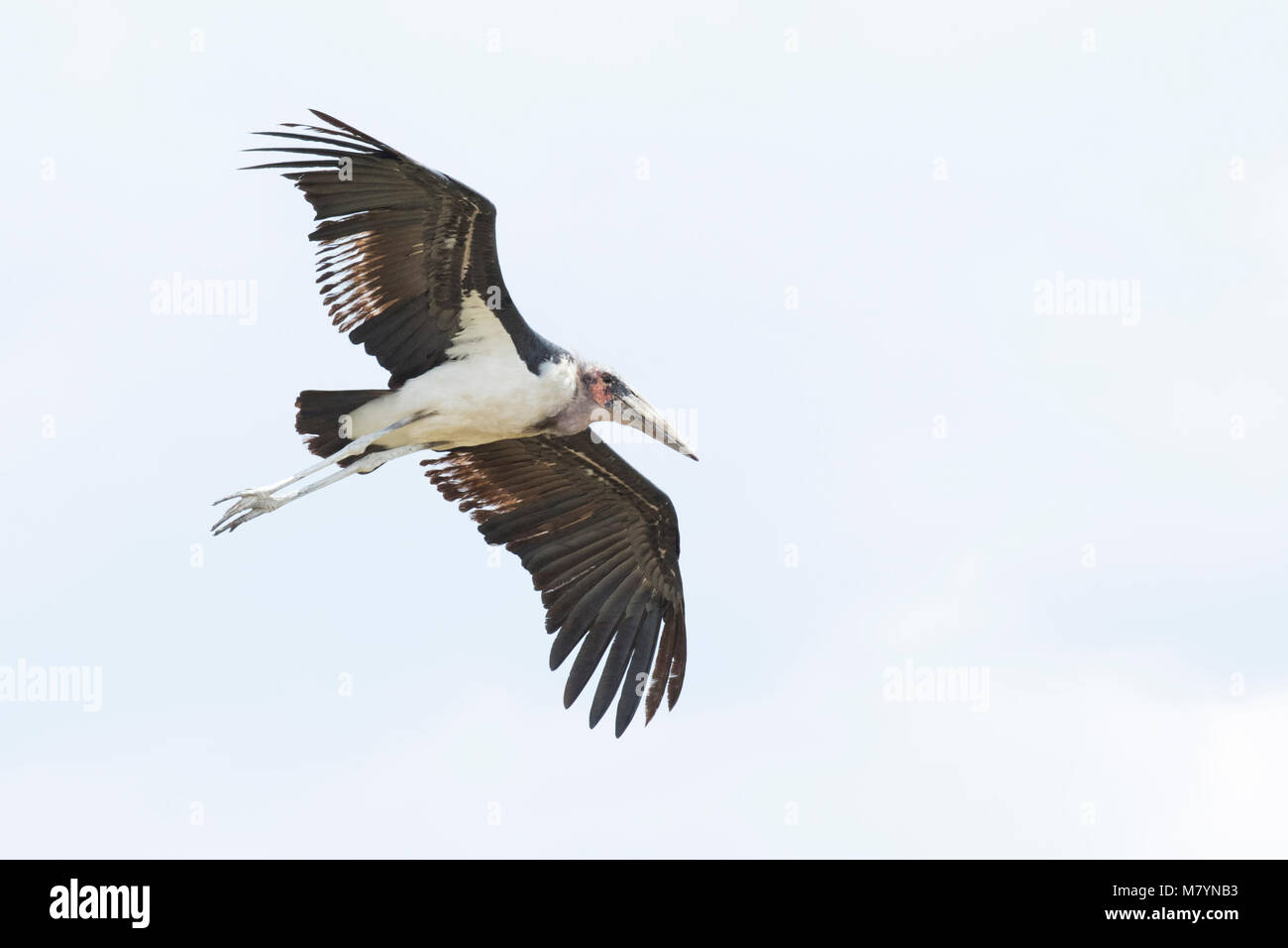 Marabou stork hi-res stock photography and images - Alamy