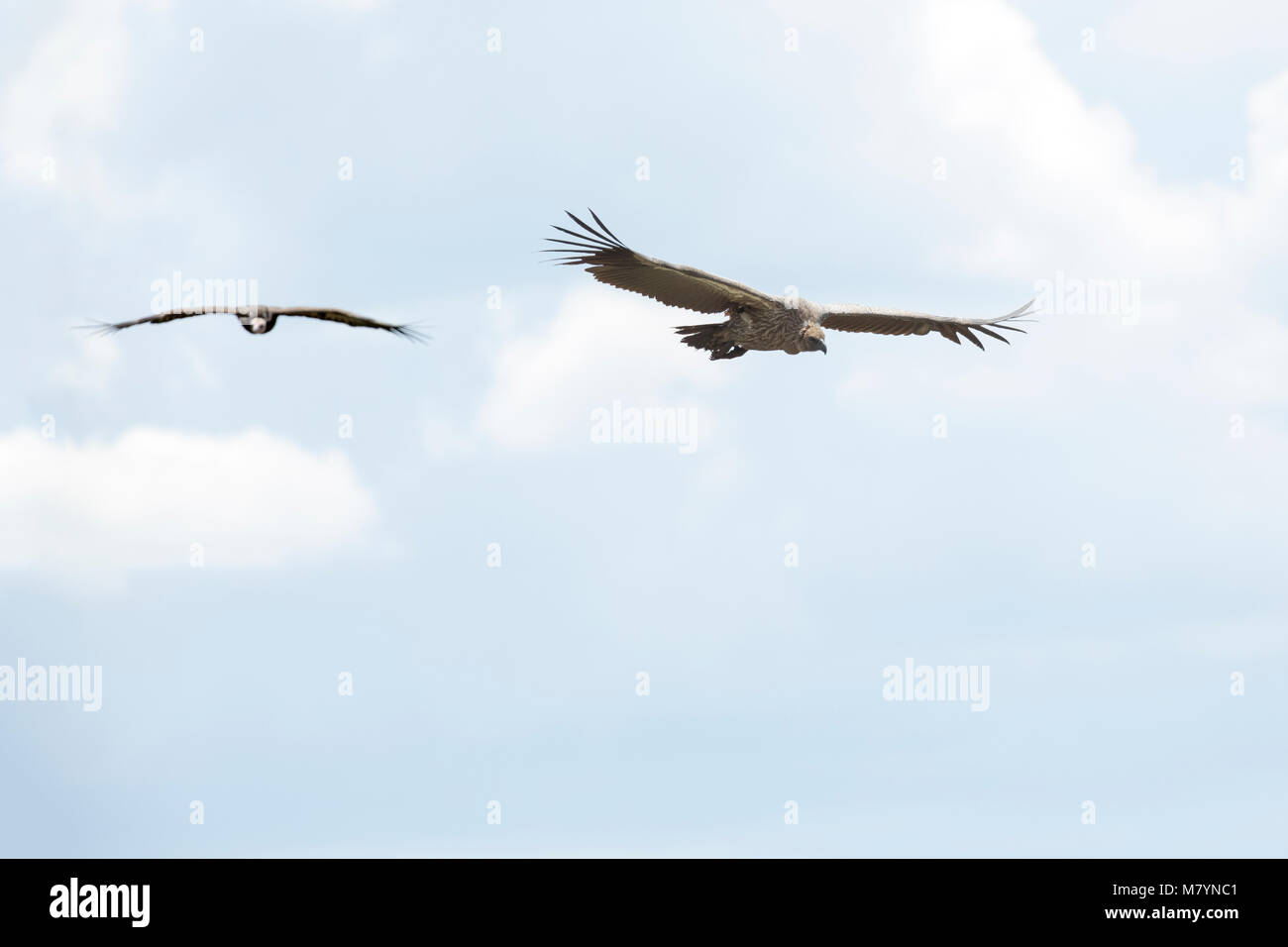 Vulture flying in the sky Stock Photo - Alamy