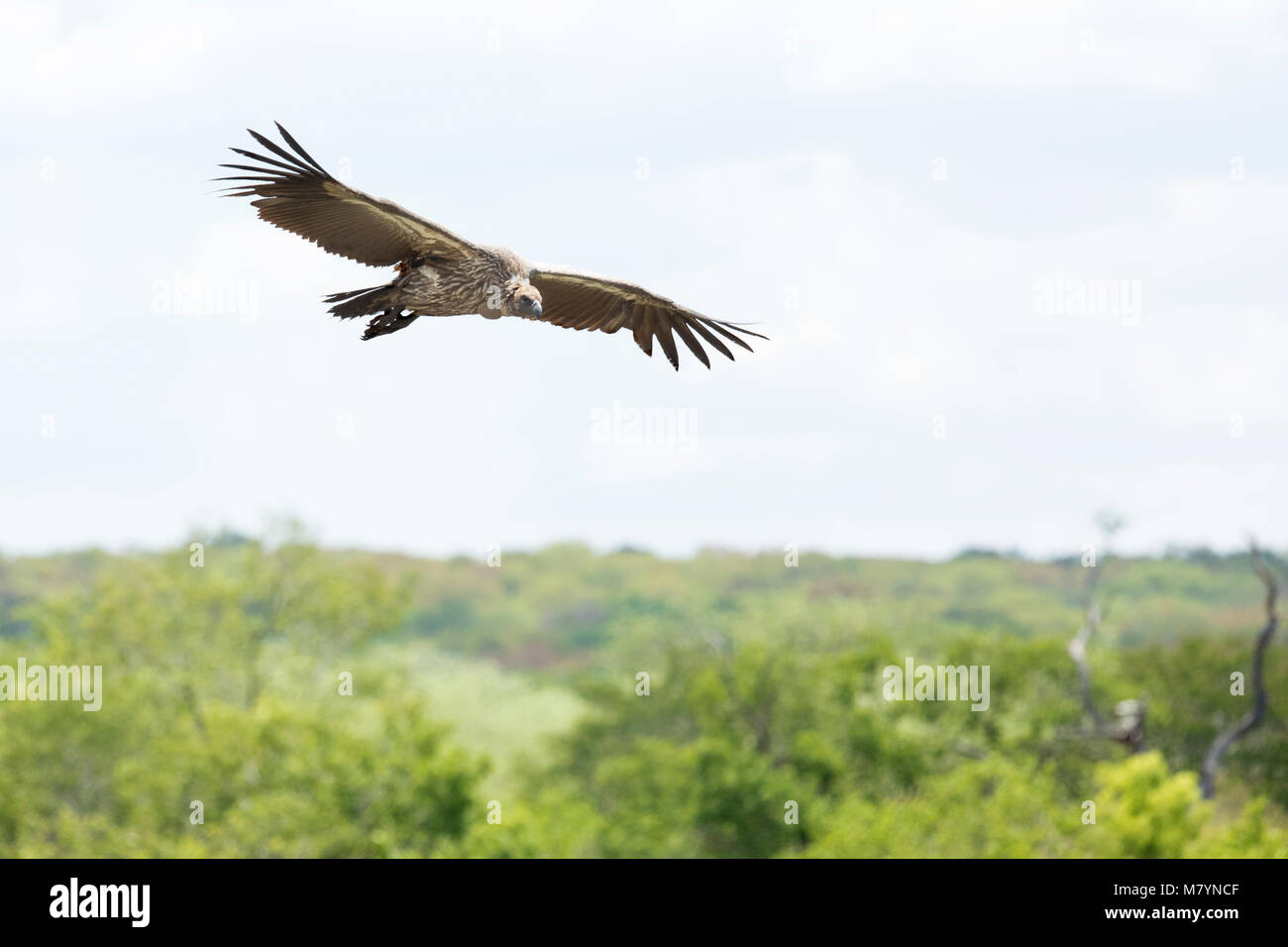 Vulture flying in the sky Stock Photo - Alamy