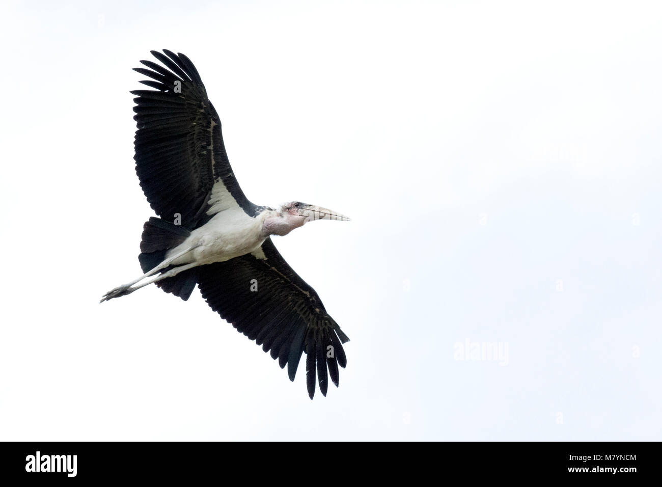 Undertaker bird hi-res stock photography and images - Alamy