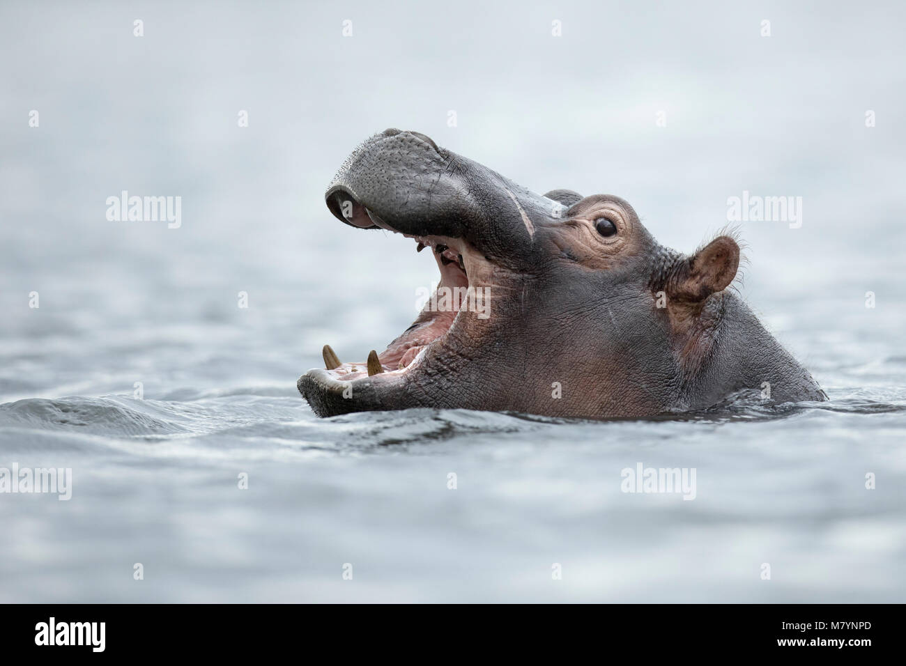 Burp open mouth hi-res stock photography and images - Alamy