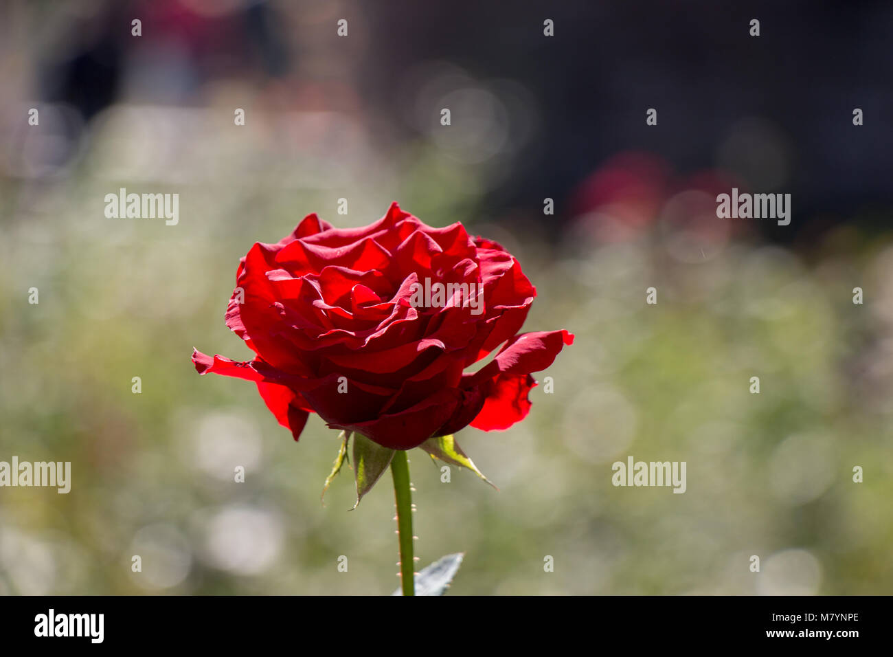 Beautiful colorful Rose Flower on garden background Stock Photo - Alamy