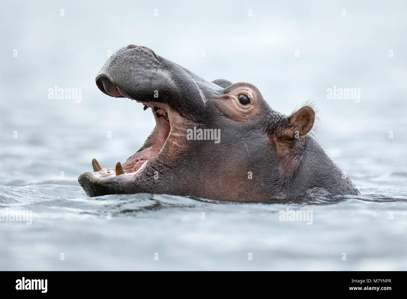 Burp open mouth hi-res stock photography and images - Alamy