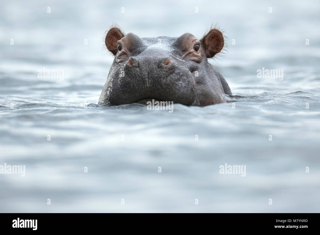 Close up of hippo face hi-res stock photography and images - Alamy