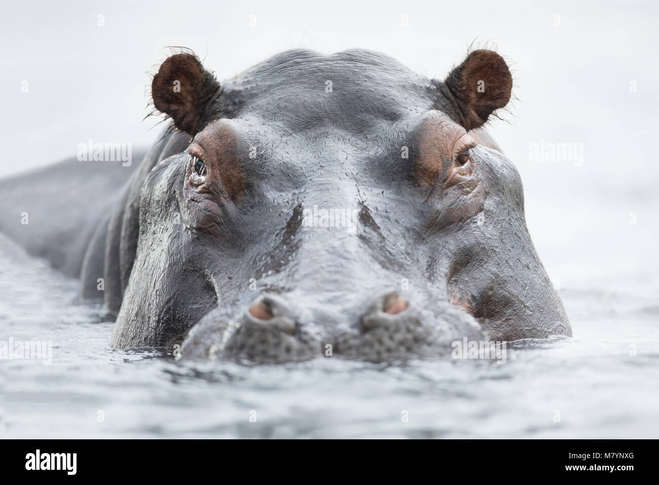 Close up of hippo face hi-res stock photography and images - Alamy