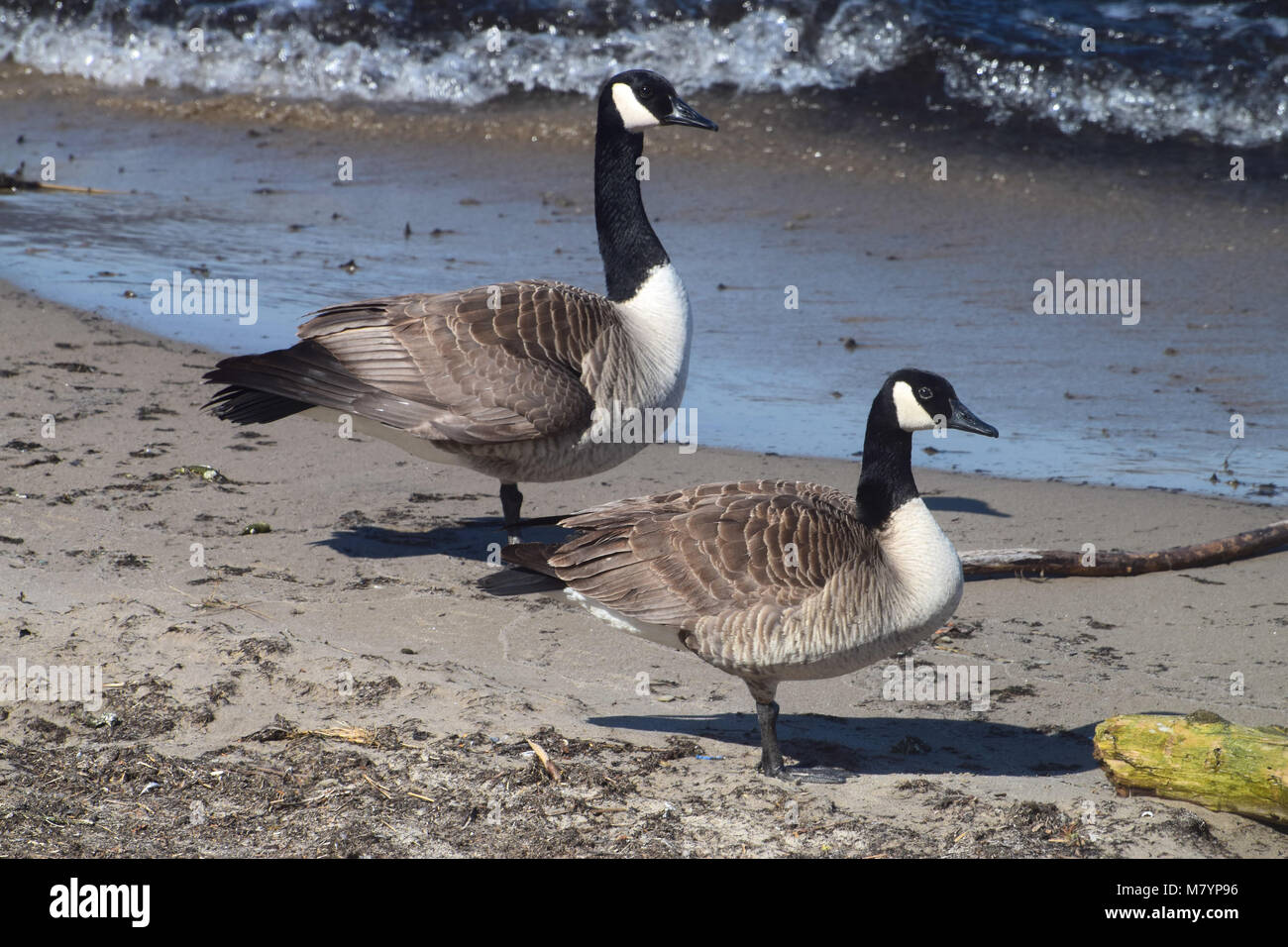 A couple of geese Stock Photo - Alamy