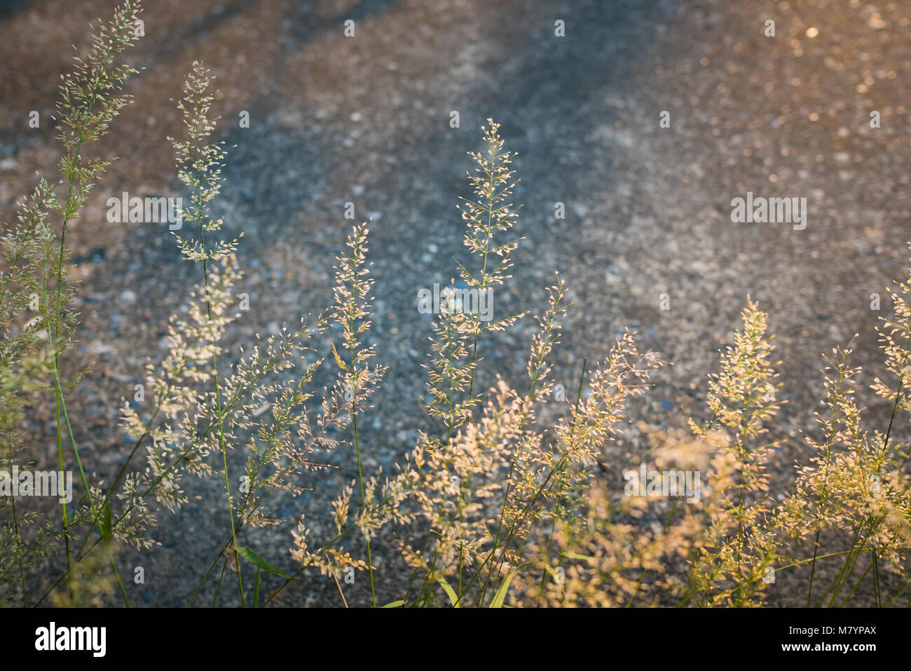 Tiny Grass background Stock Photo - Alamy