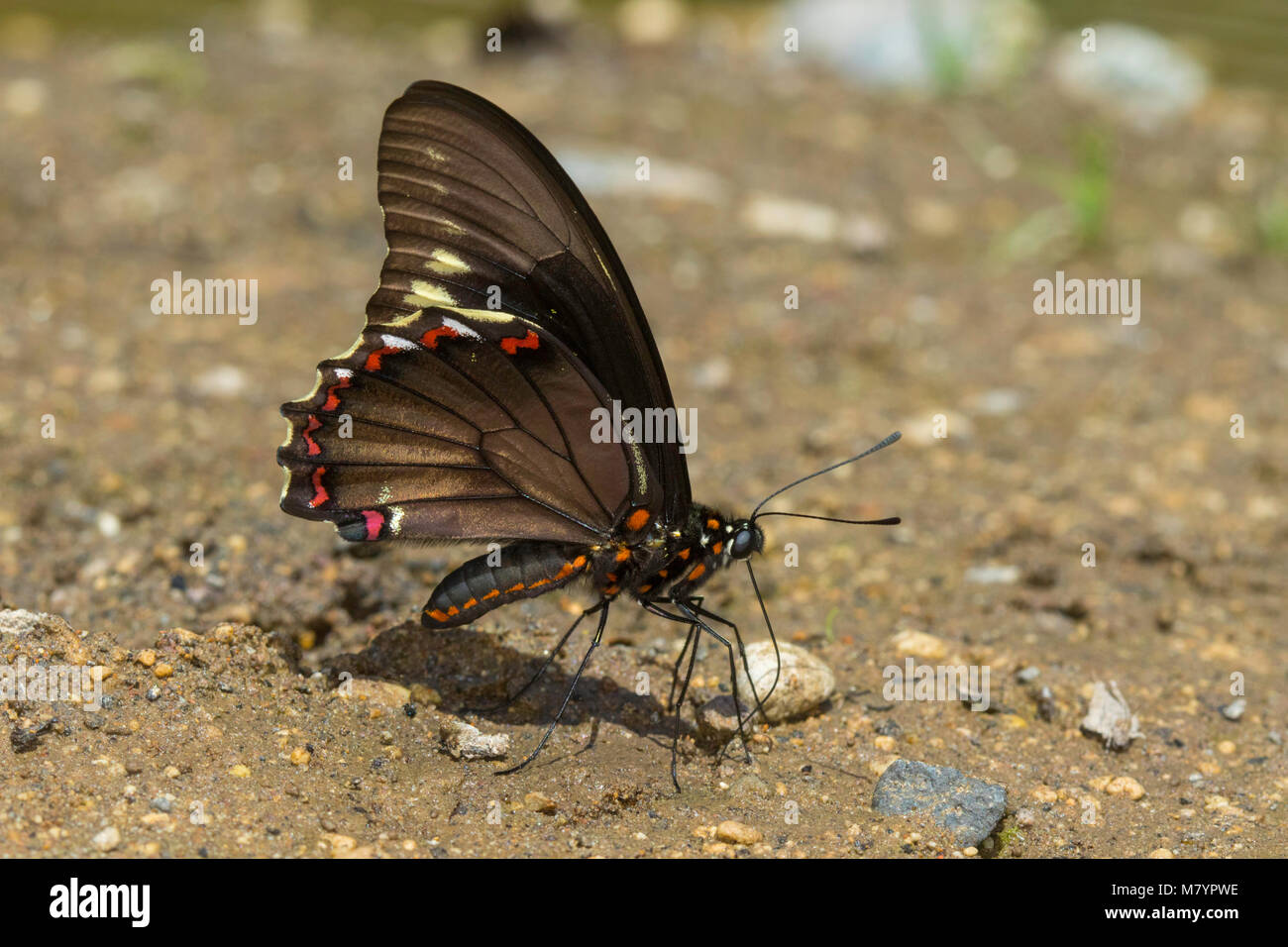 Polydamas Swallowtail Battus polydamas Cerro de San Juan, Nayarit ...
