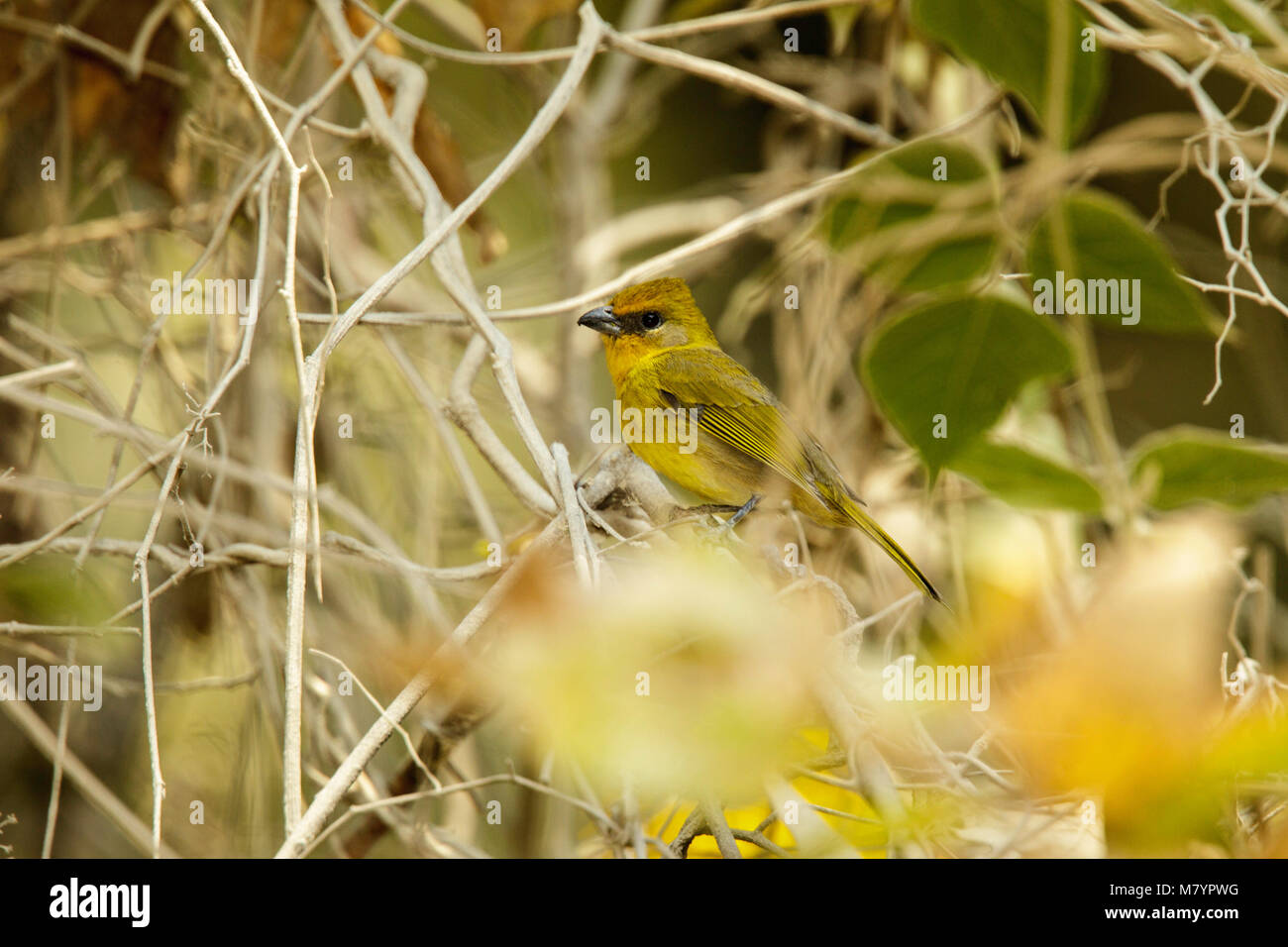 Red-headed Tanager Piranga erythrocephala Cerro de San Juan, Tepic ...