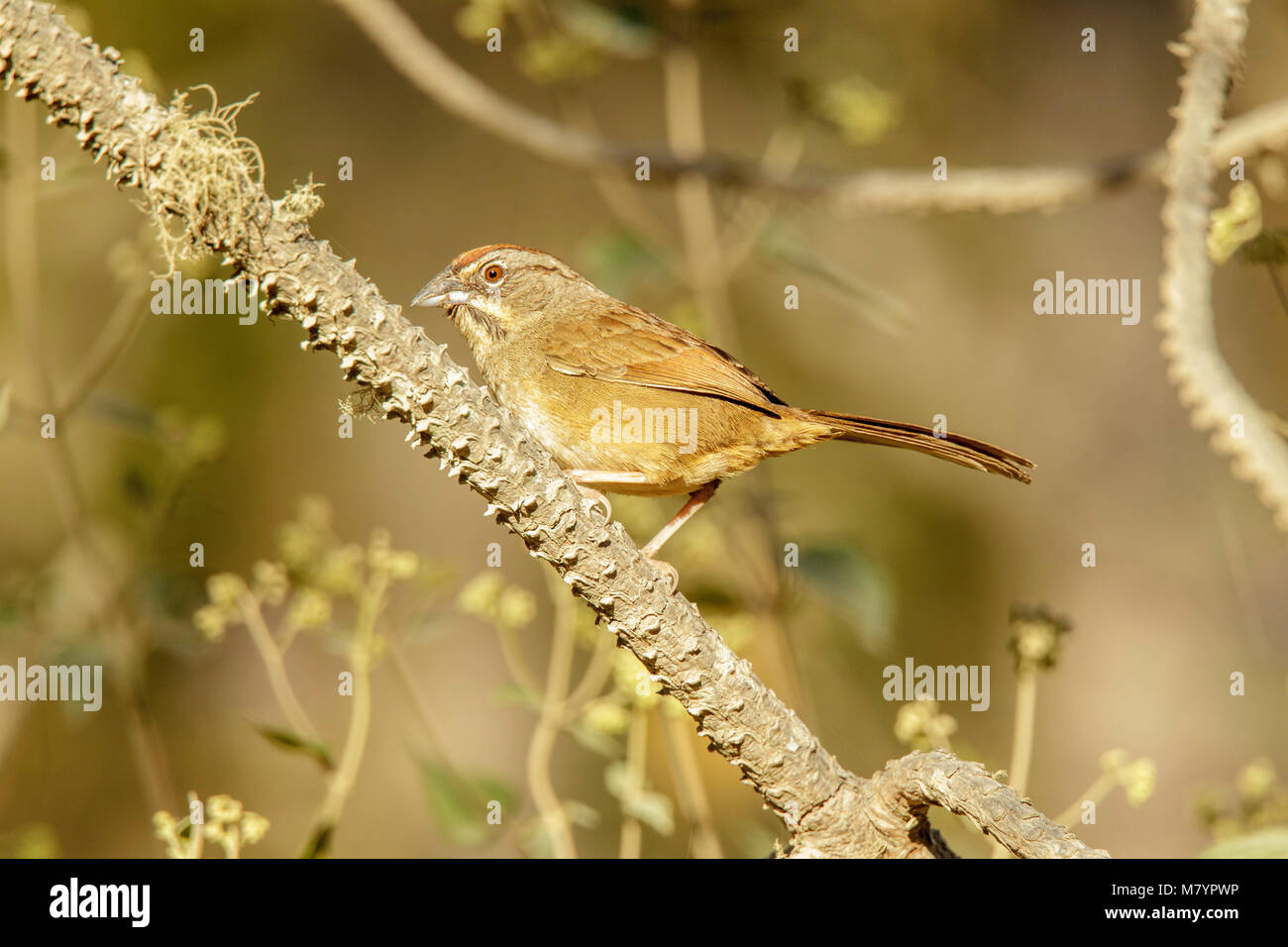 Rusty Sparrow Aimophila rufescens rufescens Cerro de San Juan, Tepic ...
