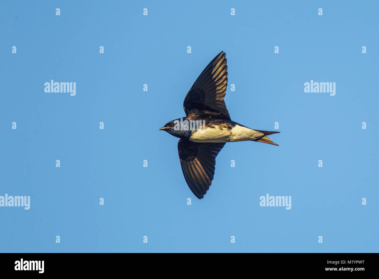 Sinaloa Martin Progne sinaloae Cabo Corrientes, Jalisco, Mexico 9 March ...