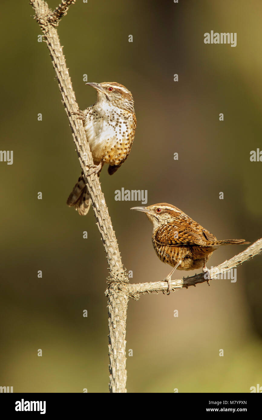 Spotted Wren Campylorhynchus gularis Cerro San Juan, Tepic, Nayarit ...