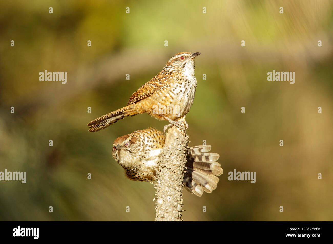 Spotted Wren Campylorhynchus gularis Cerro San Juan, Tepic, Nayarit ...