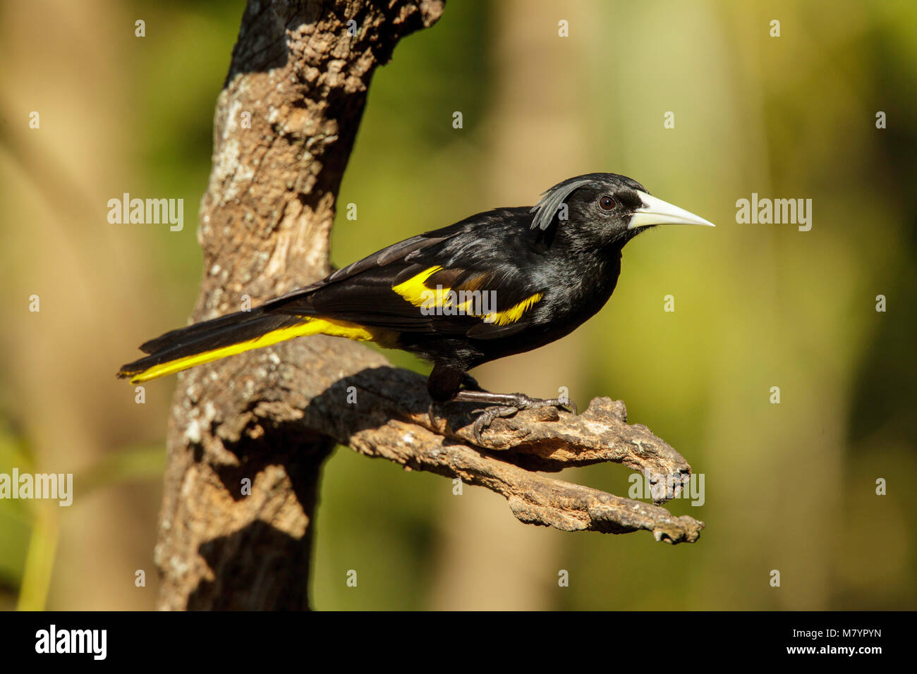 Yellow-winged Cacique Cacicus melanicterus Puerto Vallarta, Jalisco ...