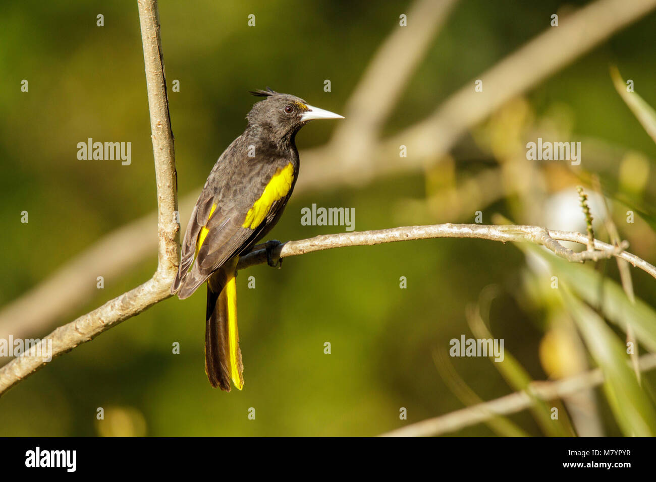 Yellow-winged Cacique Cacicus melanicterus Puerto Vallarta, Jalisco ...