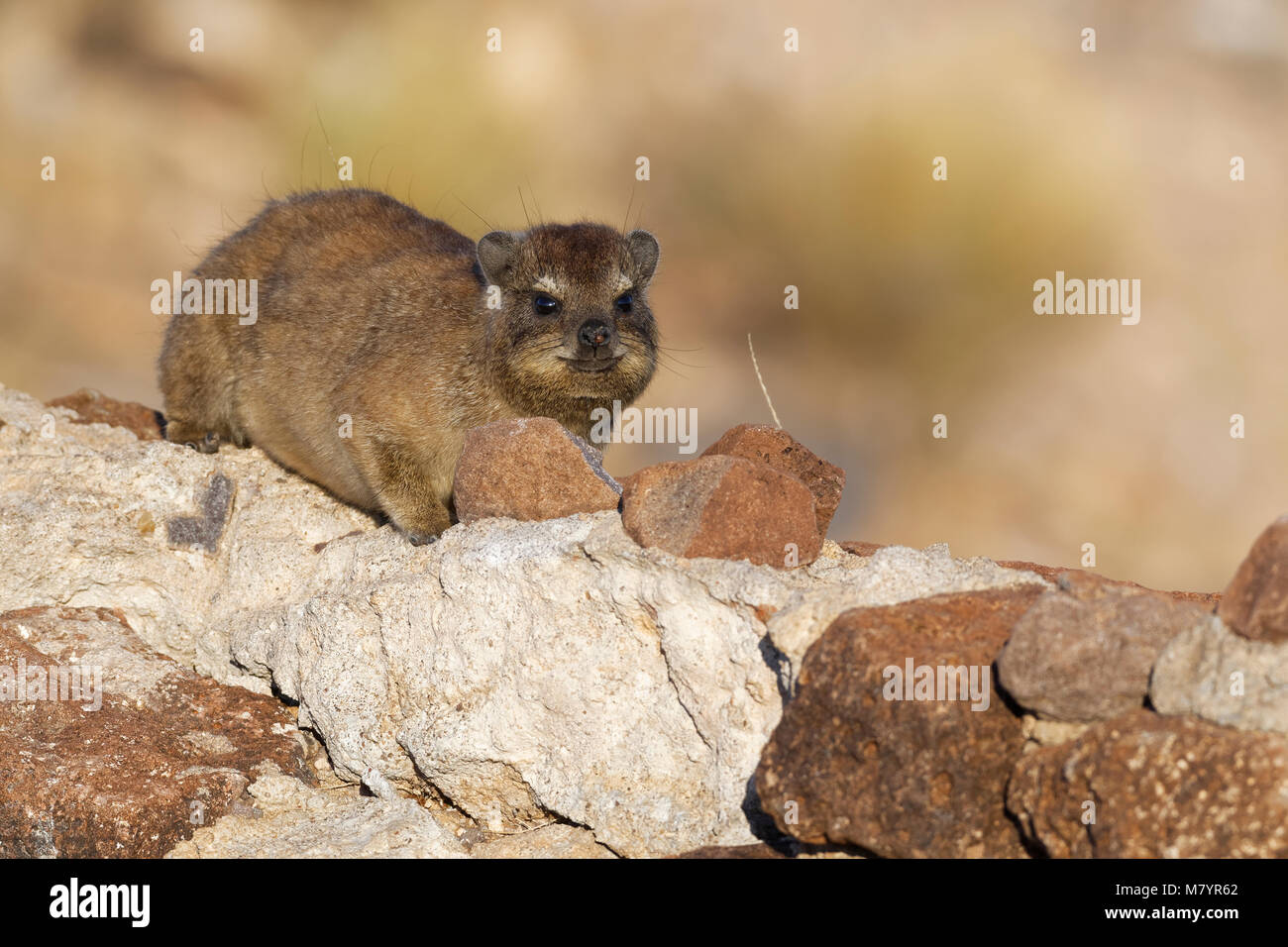 Cape hyrax (Procavia capensis) lying on a stone wall, morning light ...