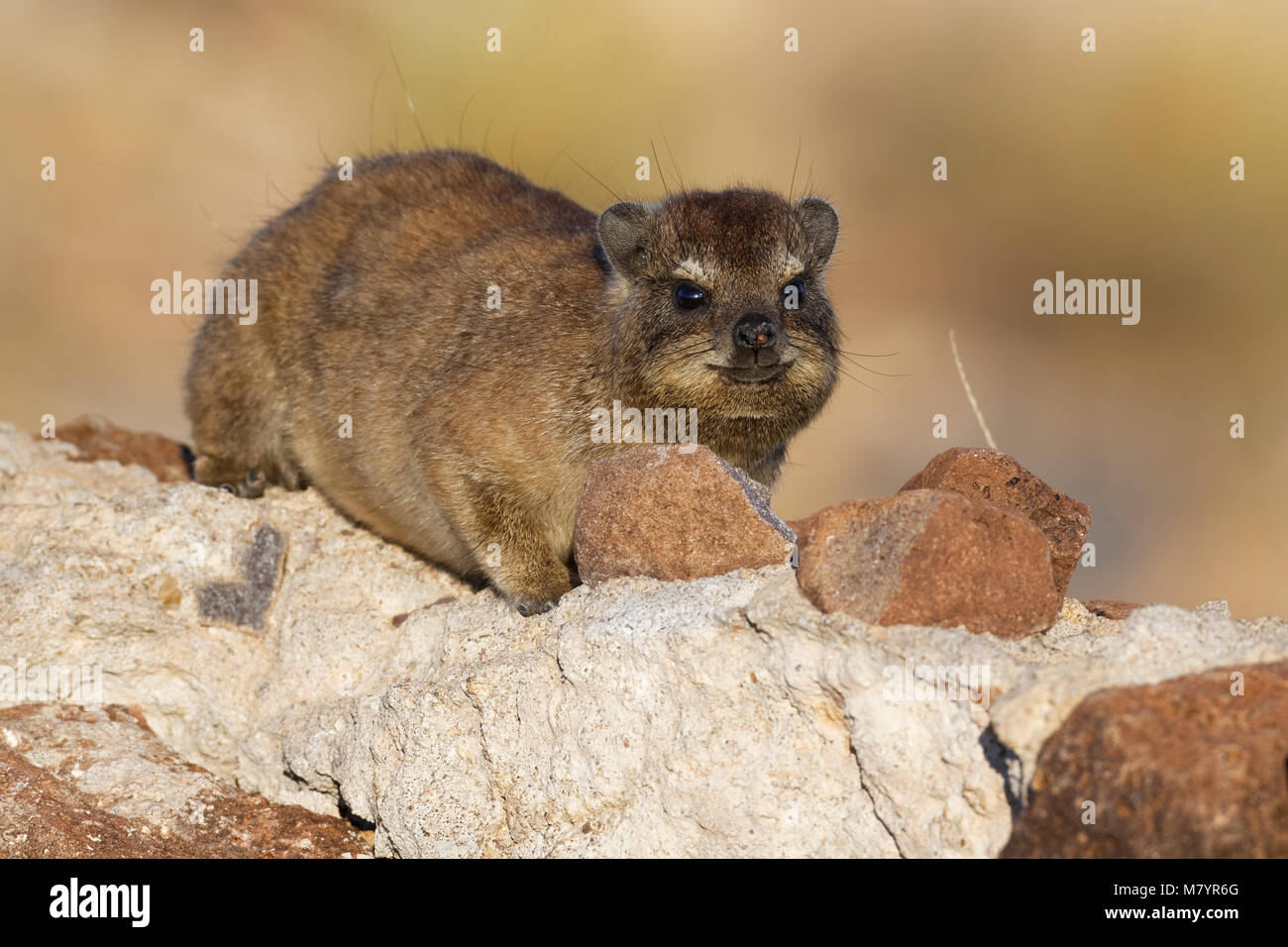 Cape hyrax (Procavia capensis) lying on a stone wall, morning light ...