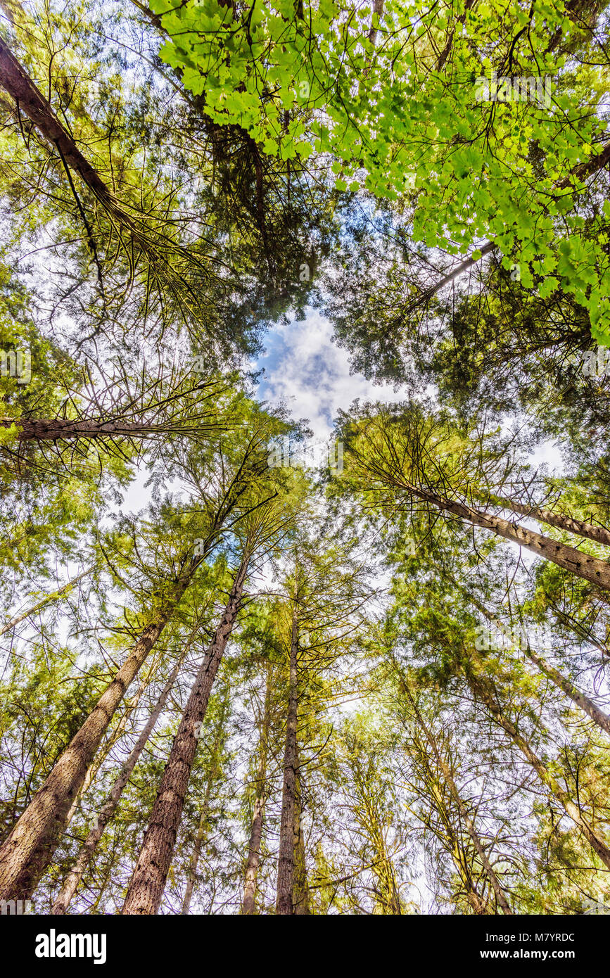 shoot from below upwards on green trees with crowns at the blue sky ...