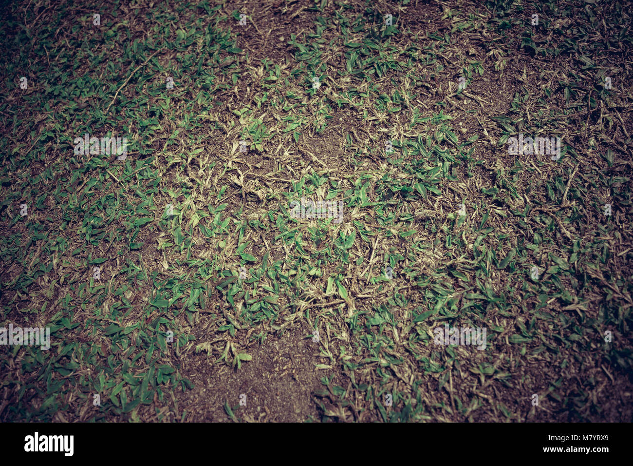 grass close up as a background texture Stock Photo - Alamy