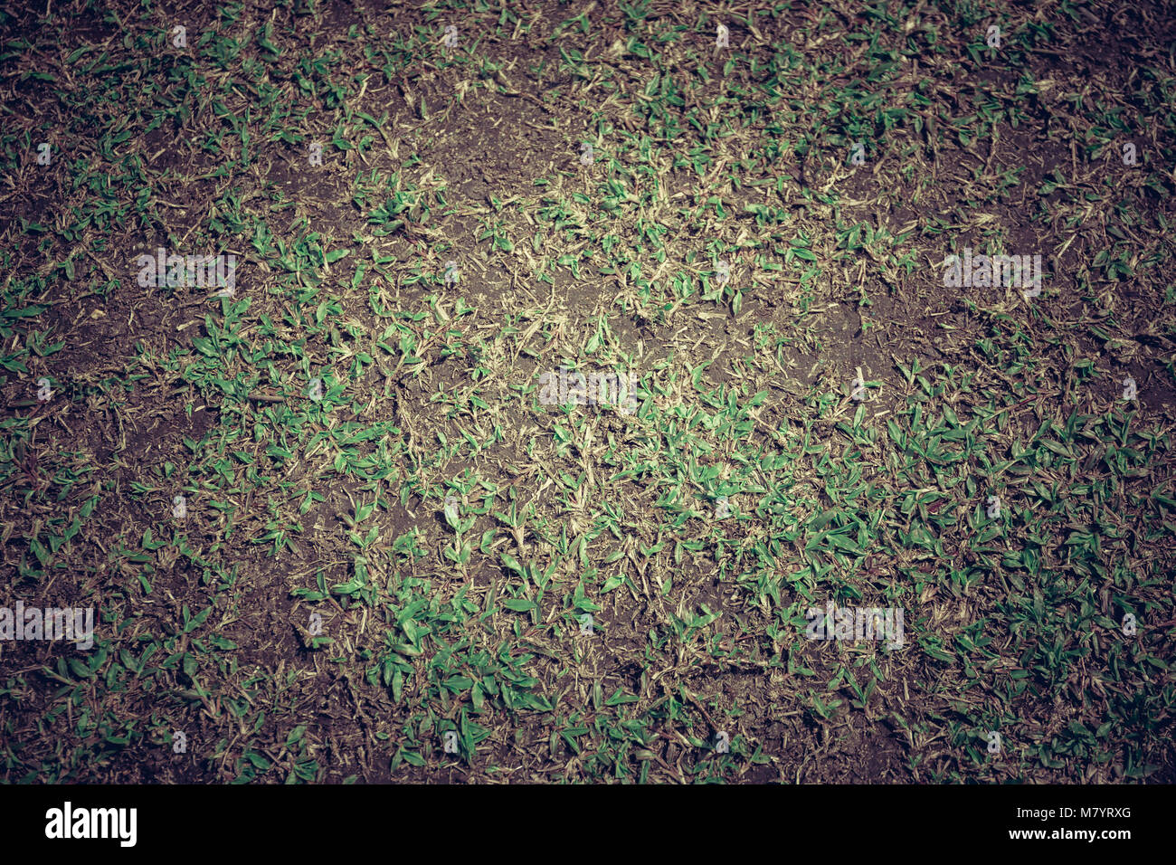 grass close up as a background texture Stock Photo - Alamy