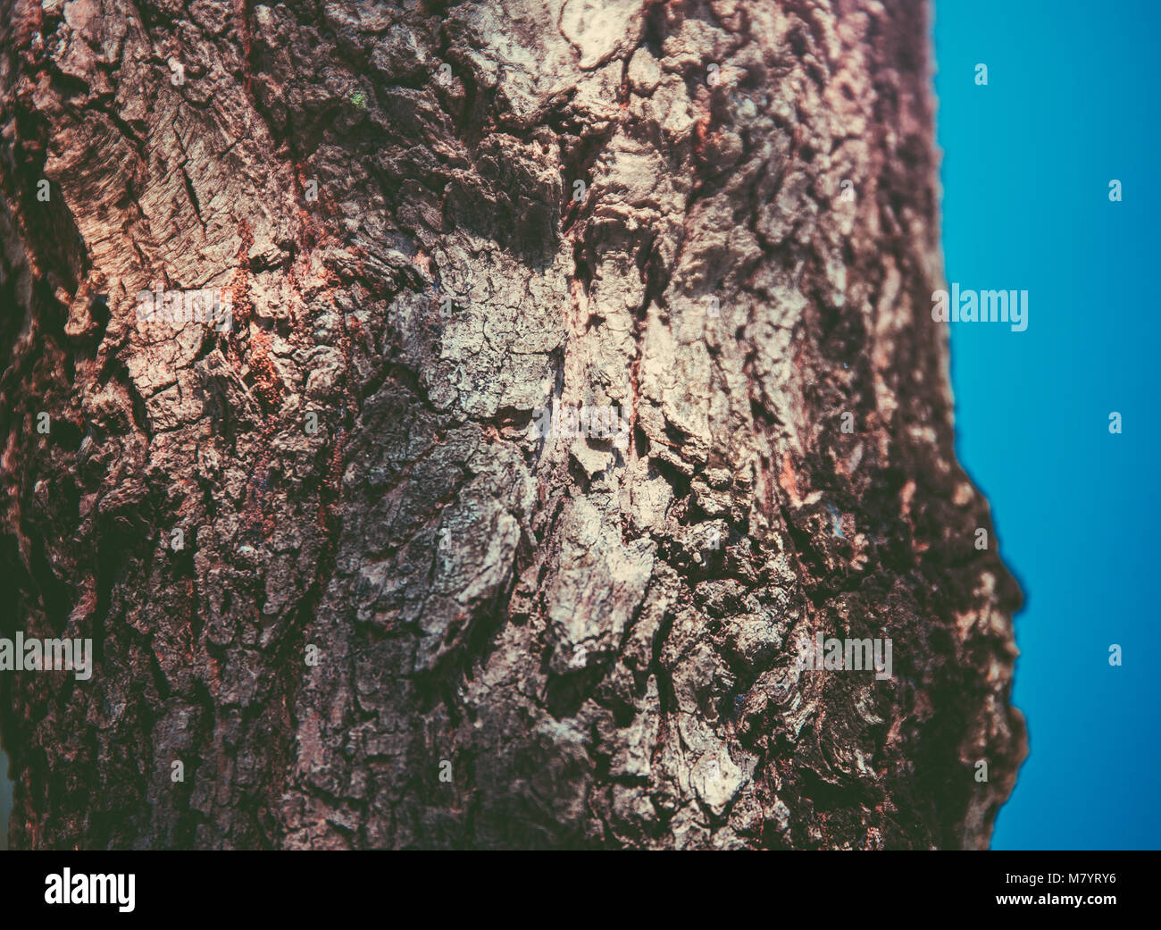 Tree bark for background and texture Stock Photo - Alamy