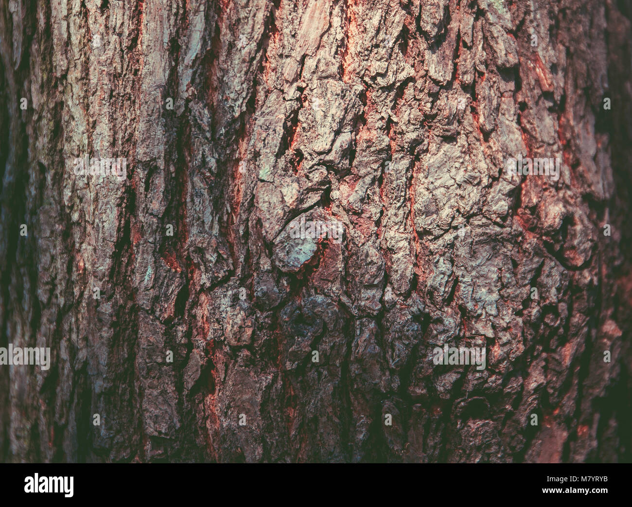 Tree bark for background and texture Stock Photo - Alamy