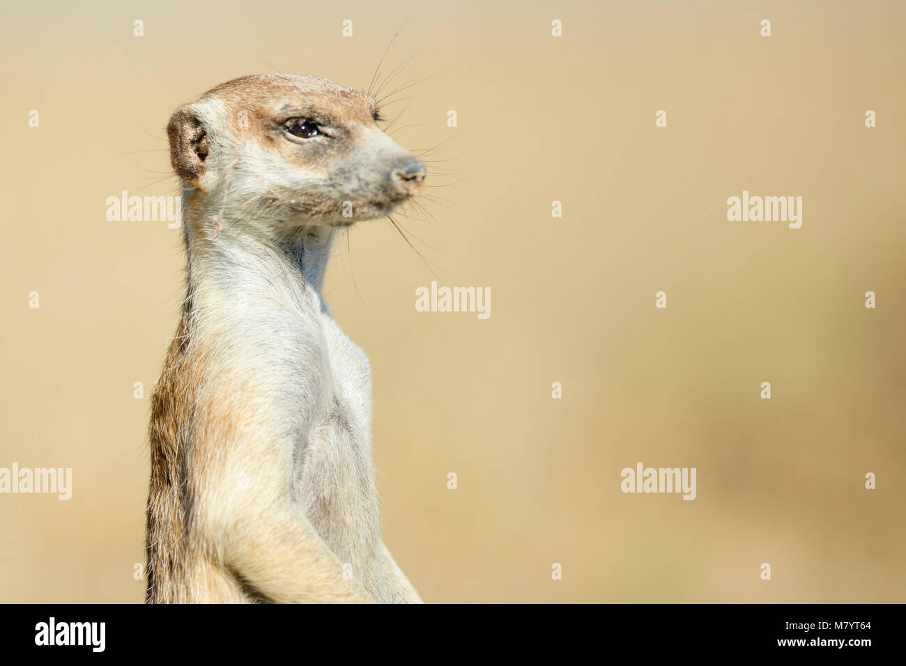 Portrait of a Meerkat Stock Photo - Alamy