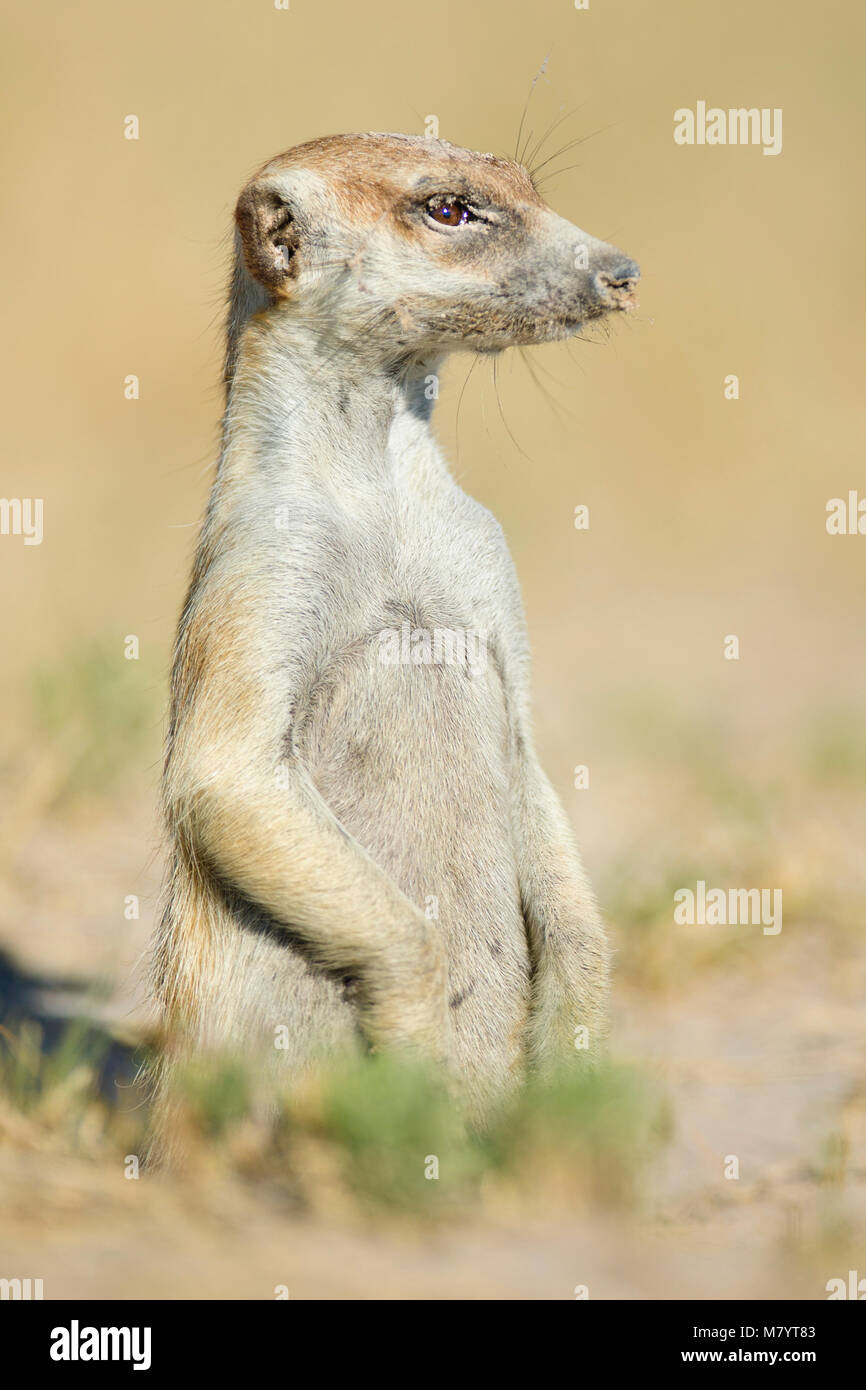 Portrait of a Meerkat Stock Photo - Alamy