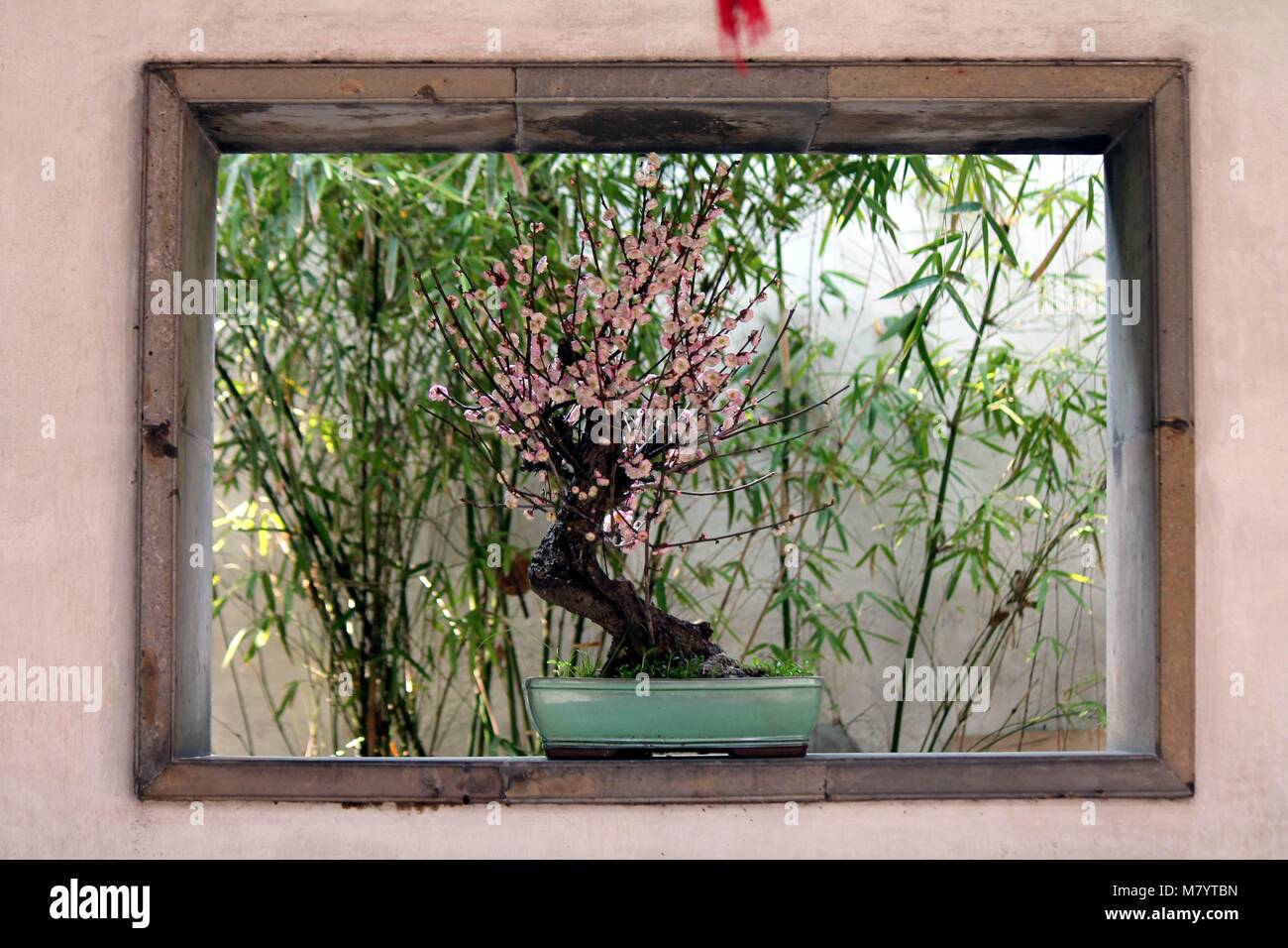 Bonsai in a window Stock Photo - Alamy