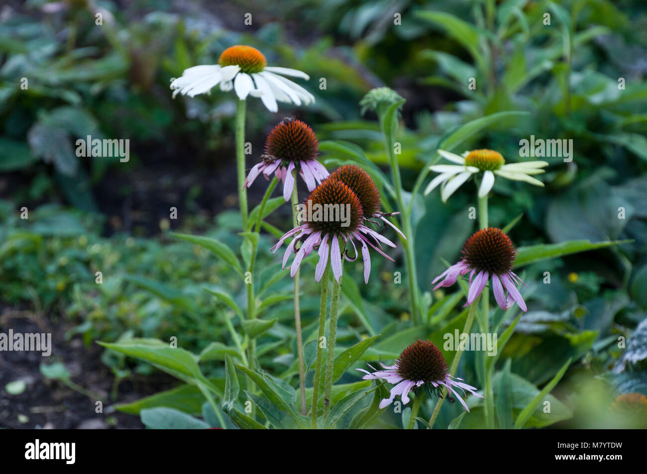 Sydney Australia, purple and white coneflowers Stock Photo - Alamy