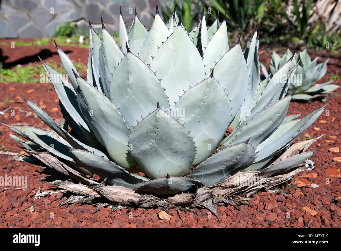 Sydney Australia, Century Agave Stock Photo - Alamy