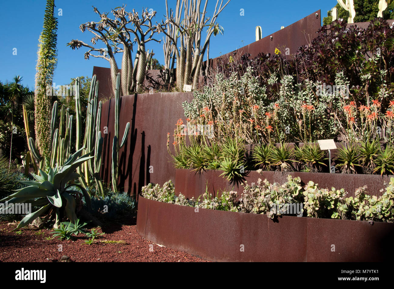 Sydney Australia, layered cactus garden Stock Photo - Alamy