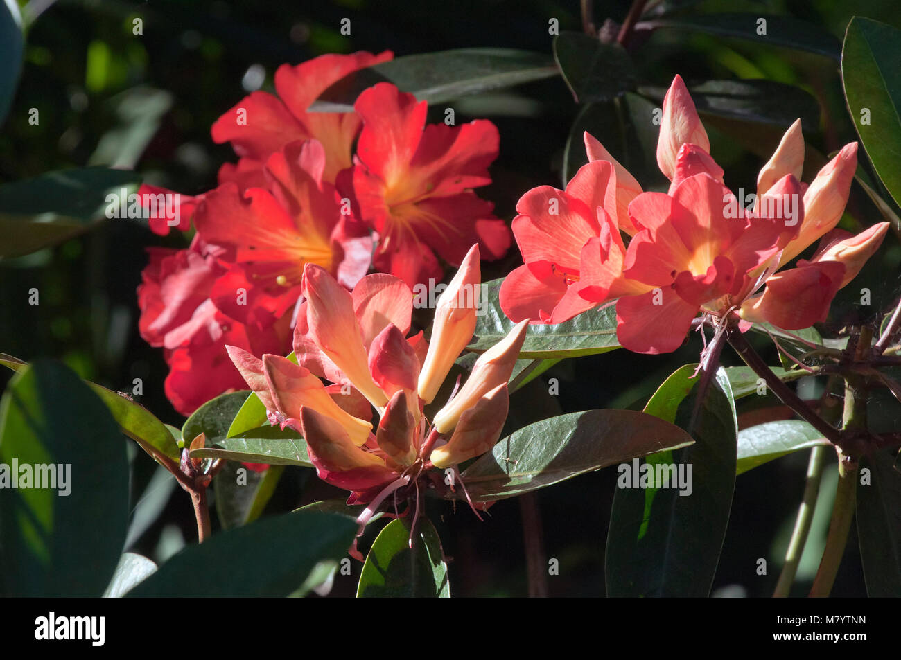Sydney Australia, views of botanical gardens in spring rhododendron ...