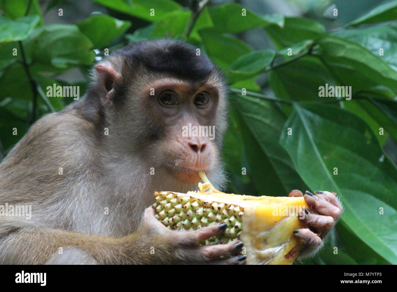 Macaque monkey eating Durian Stock Photo - Alamy