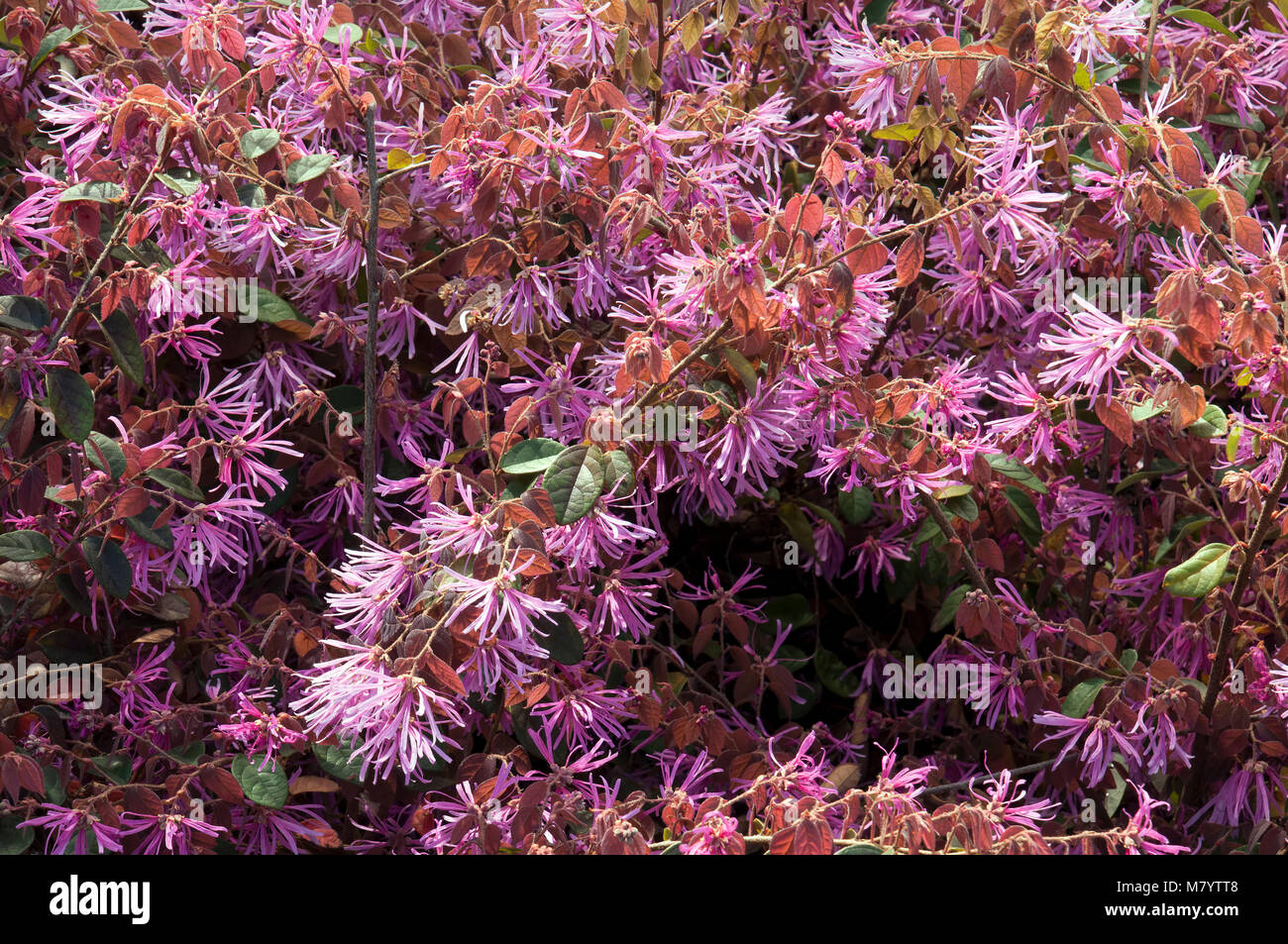 Sydney Australia, Chinese fringe flower shrub Stock Photo - Alamy