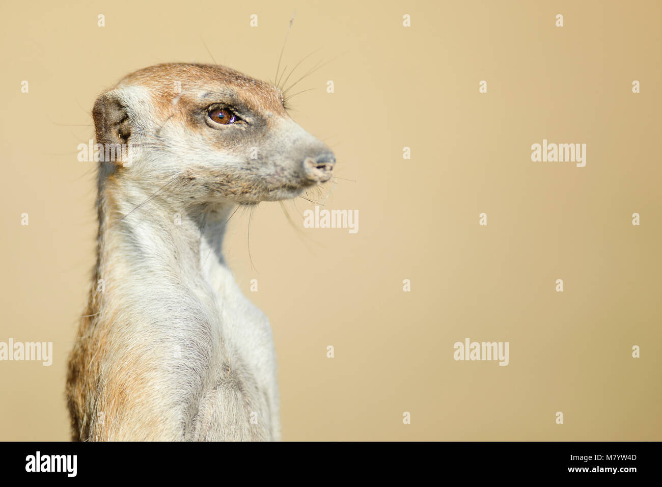 Portrait of a Meerkat Stock Photo - Alamy