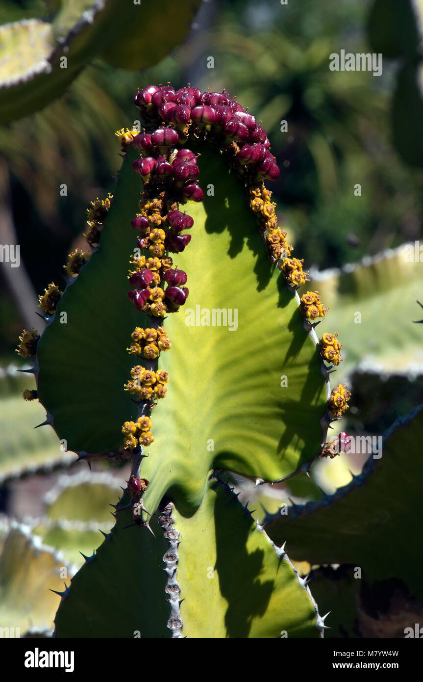 Zimbabwe tree flower hi-res stock photography and images - Alamy
