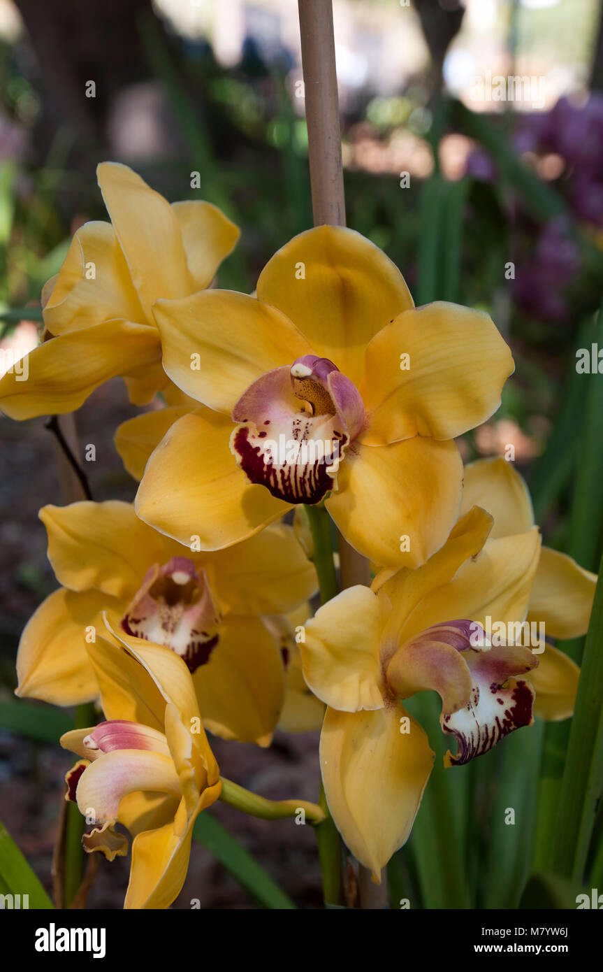 Sydney Australia, yellow cymbidium orchid flower stem Stock Photo - Alamy