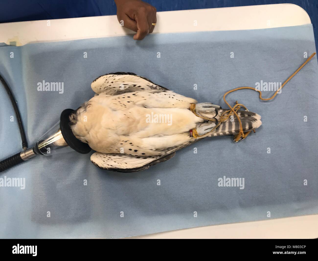 08 November 2017, Abu Dhabi, United Arab Emirates: An ill falcon lying ...