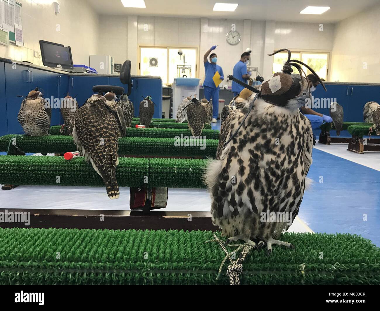 Abu dhabi falcon hospital uae hi-res stock photography and images - Alamy