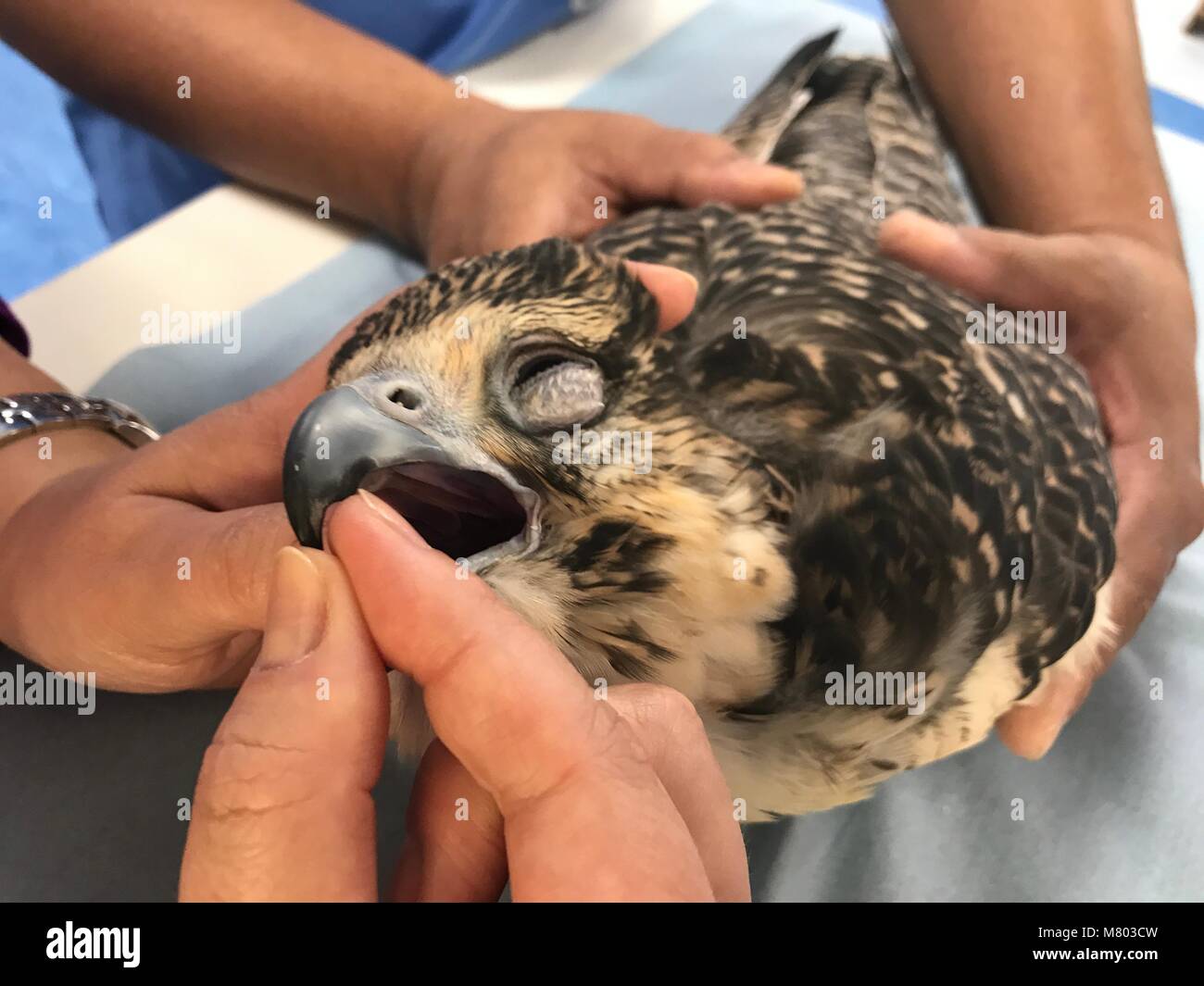 08 November 2017, Abu Dhabi, United Arab Emirates: The beak of an ill ...