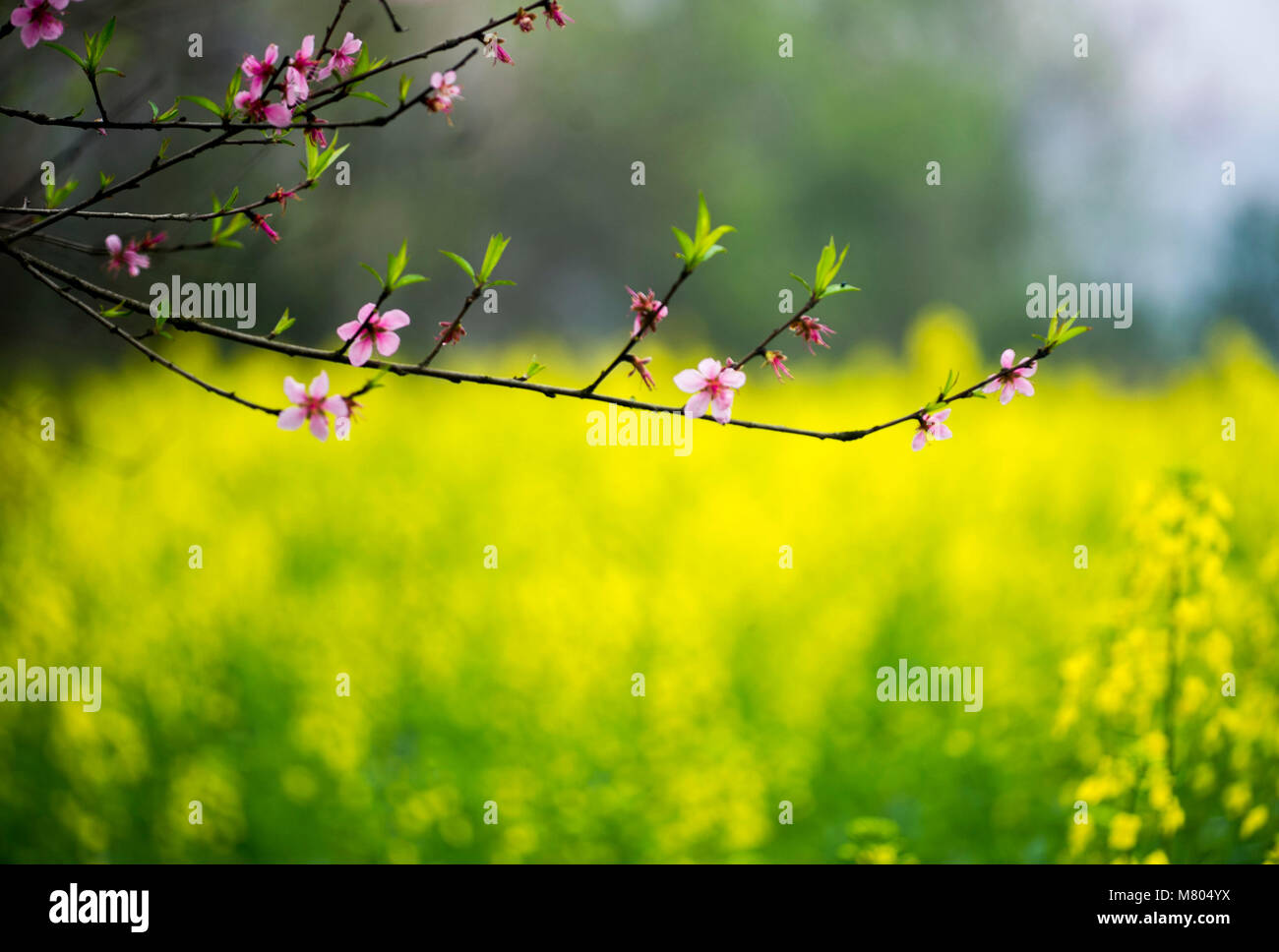 (180314) -- XINYU, March 14, 2018 (Xinhua) -- Peach flowers bloom at ...