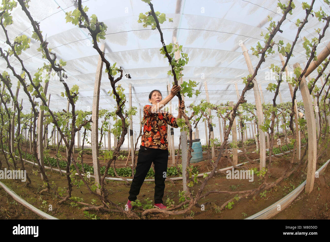 Zhaotan hi-res stock photography and images - Alamy