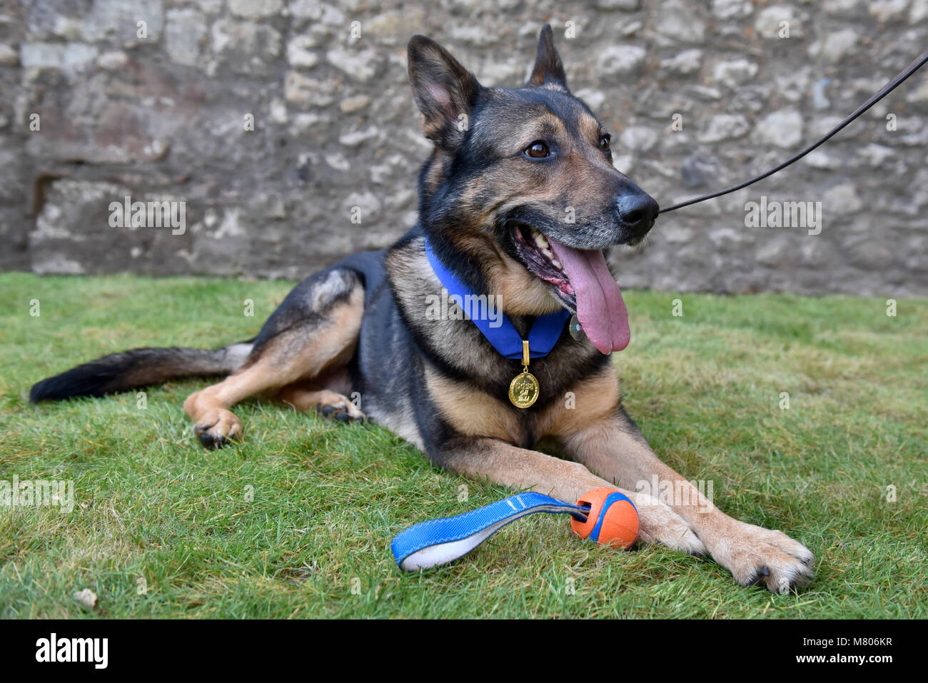 Pdsa dog hi-res stock photography and images - Alamy