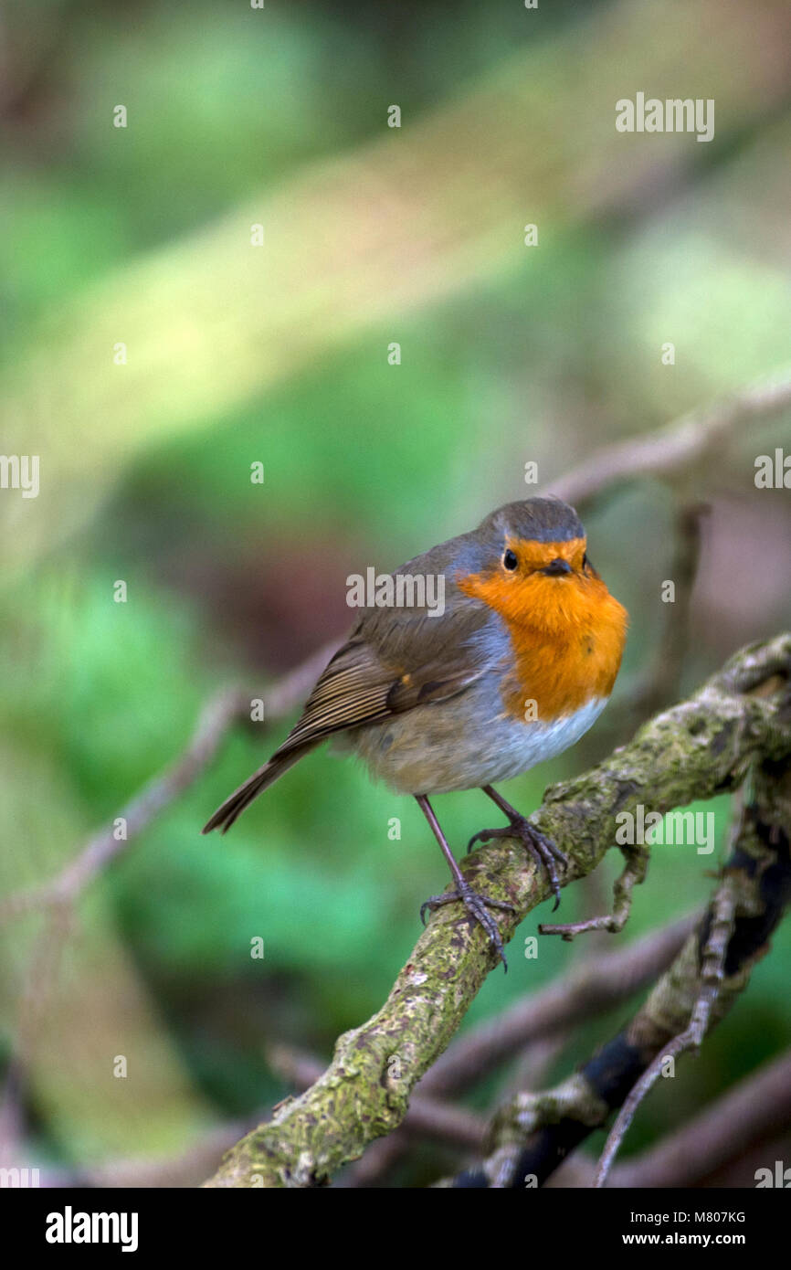 Melton Mowbray, Leicestershire, UK. 14th March, 2018. Warm day Robin ...