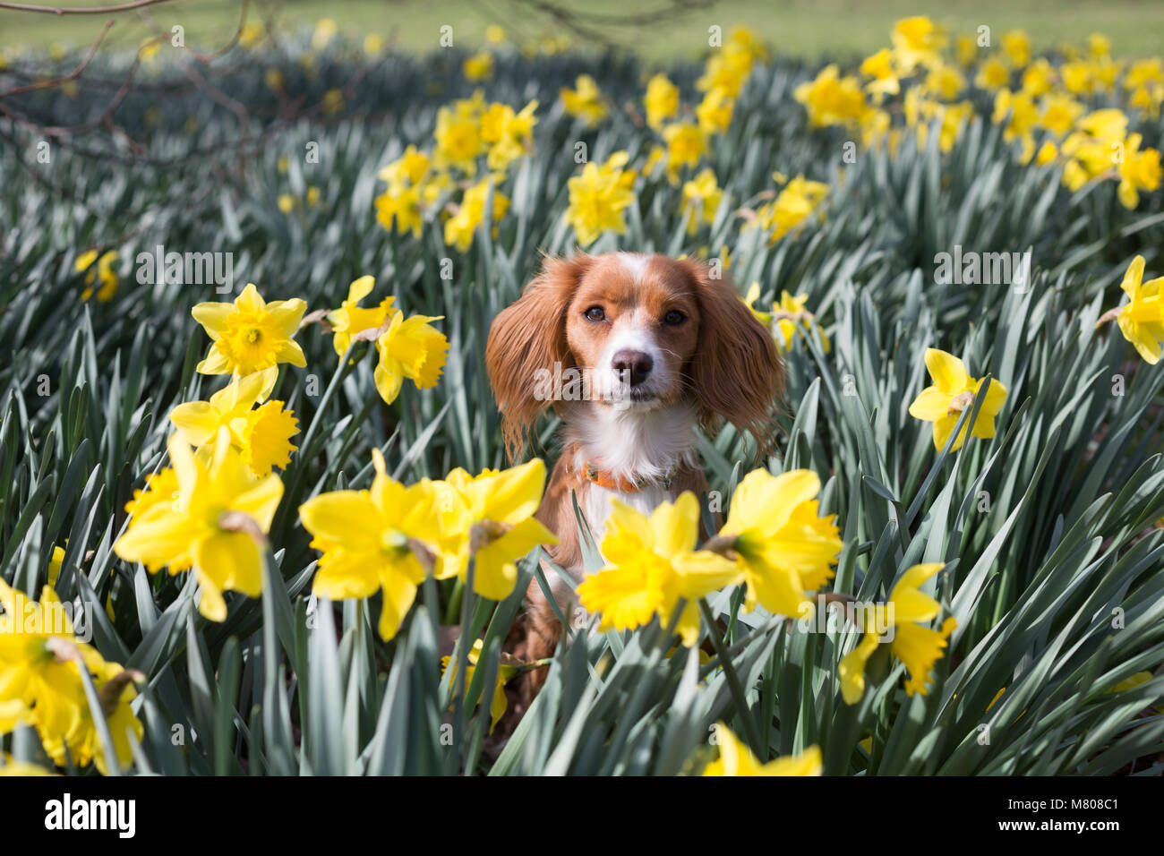Greenwich, United Kingdom. 14th March, 2018. 11 month old Cockapoo Pip ...