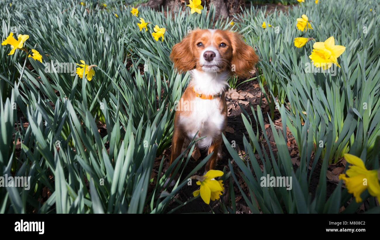 Greenwich, United Kingdom. 14th March, 2018. 11 month old Cockapoo Pip ...