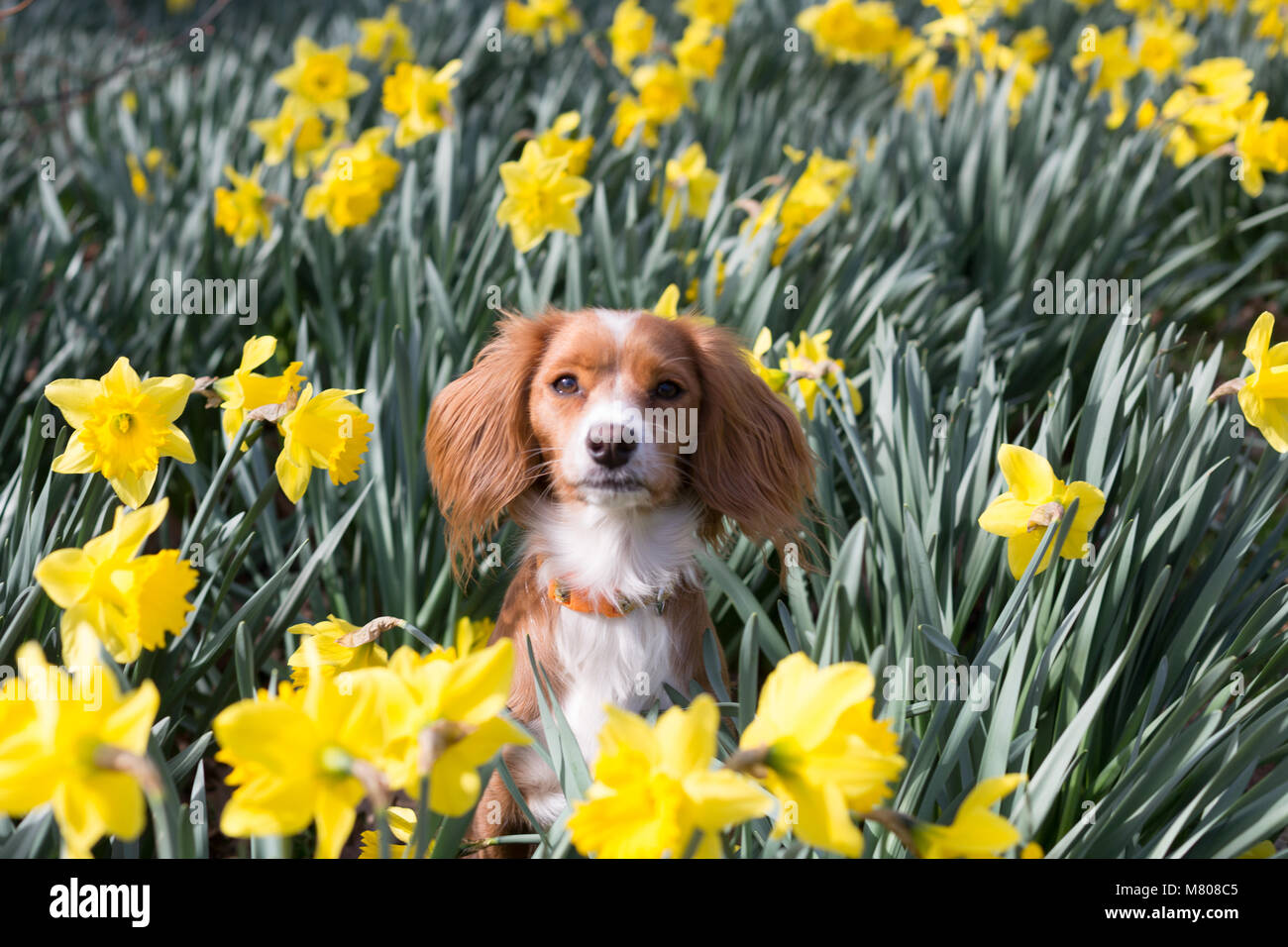 Greenwich, United Kingdom. 14th March, 2018. 11 month old Cockapoo Pip ...