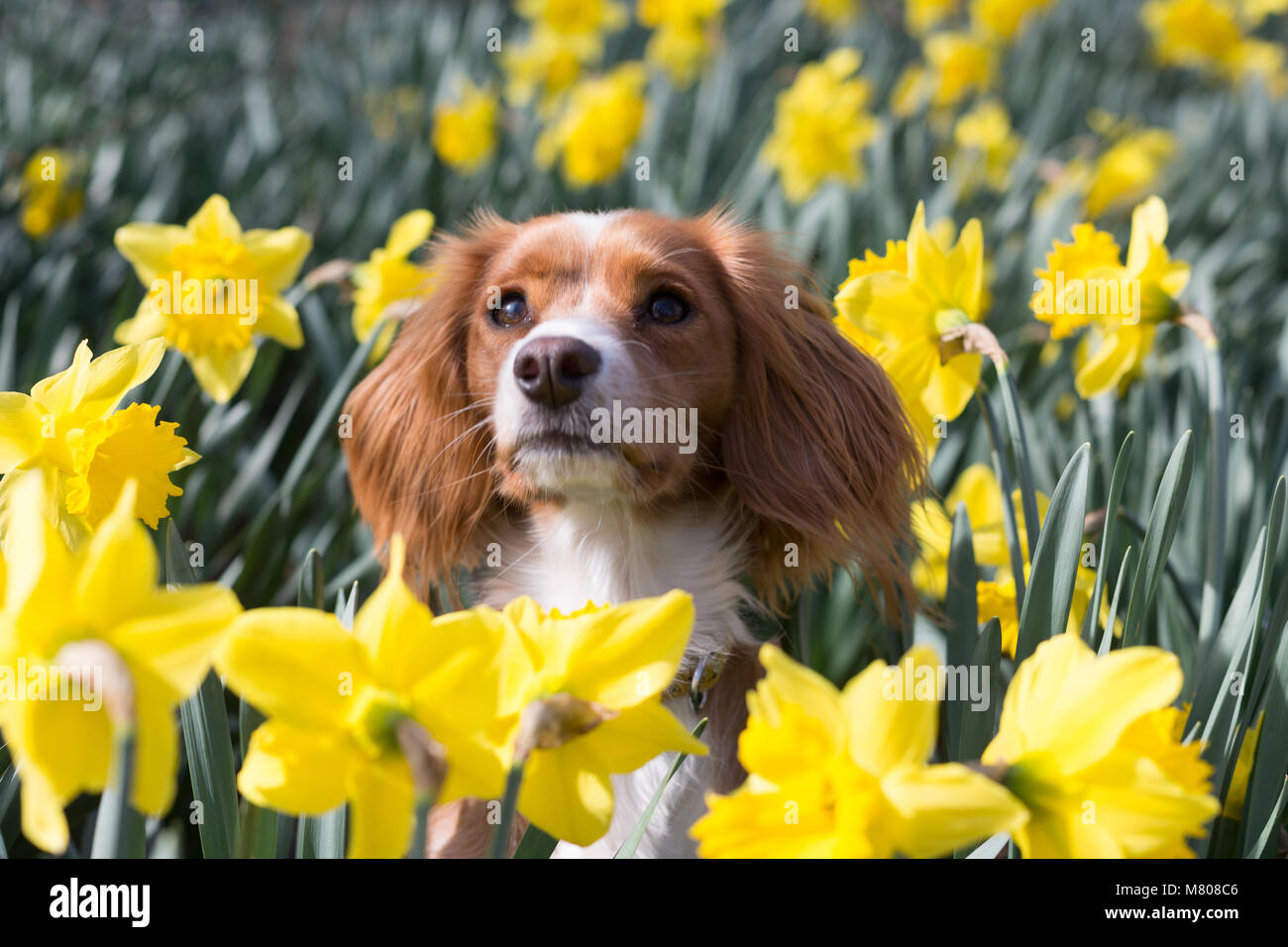 Greenwich, United Kingdom. 14th March, 2018. 11 month old Cockapoo Pip ...