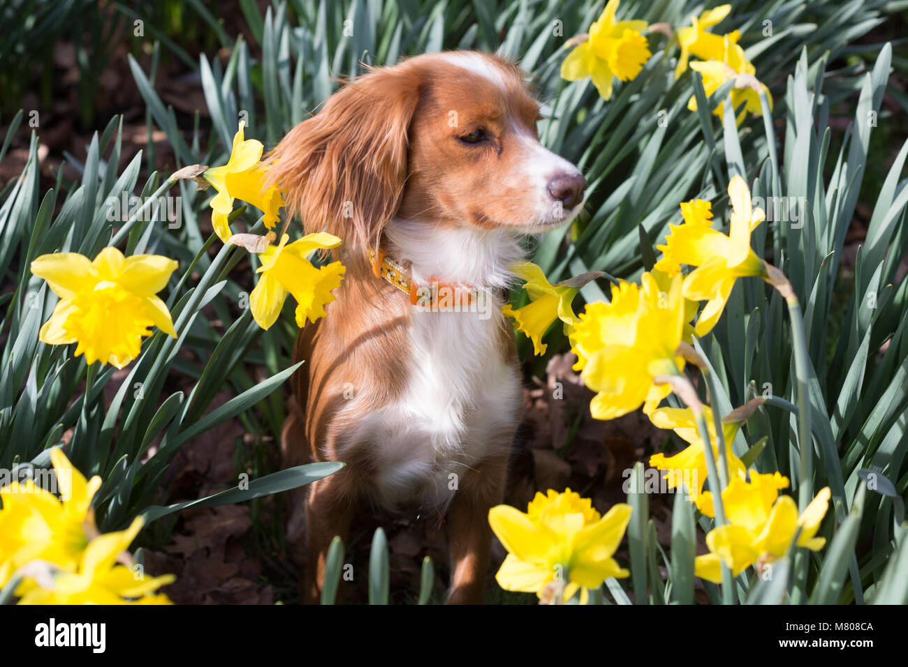 Greenwich, United Kingdom. 14th March, 2018. 11 month old Cockapoo Pip ...